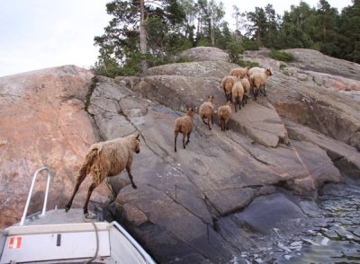 Finnsheep are the Perfect Fiber Animals - Countryside